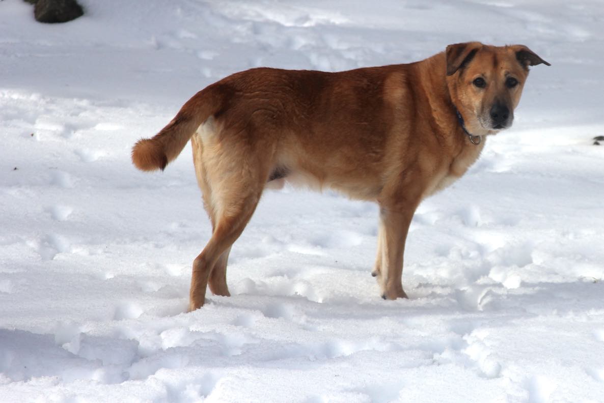 Vanguard Dogs